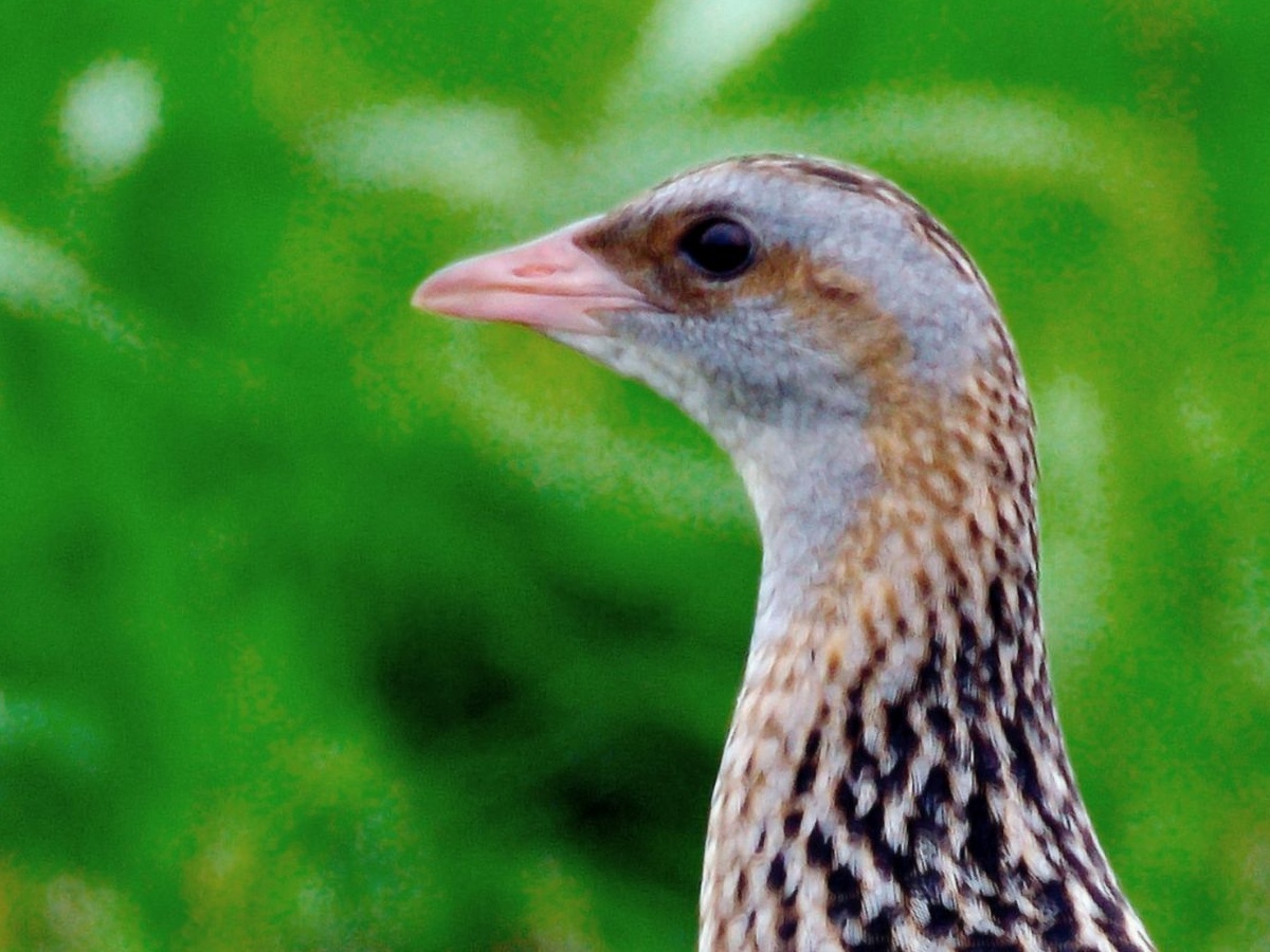 Corncrake & Hen Harrier – Birdwatch Mayo