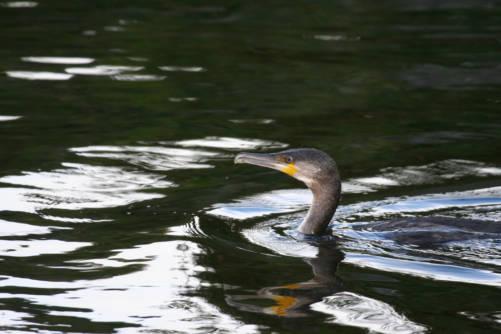 Killala Bay – Birdwatch Mayo
