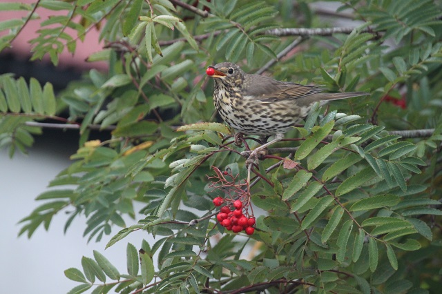 Ballinrobe Area – Birdwatch Mayo