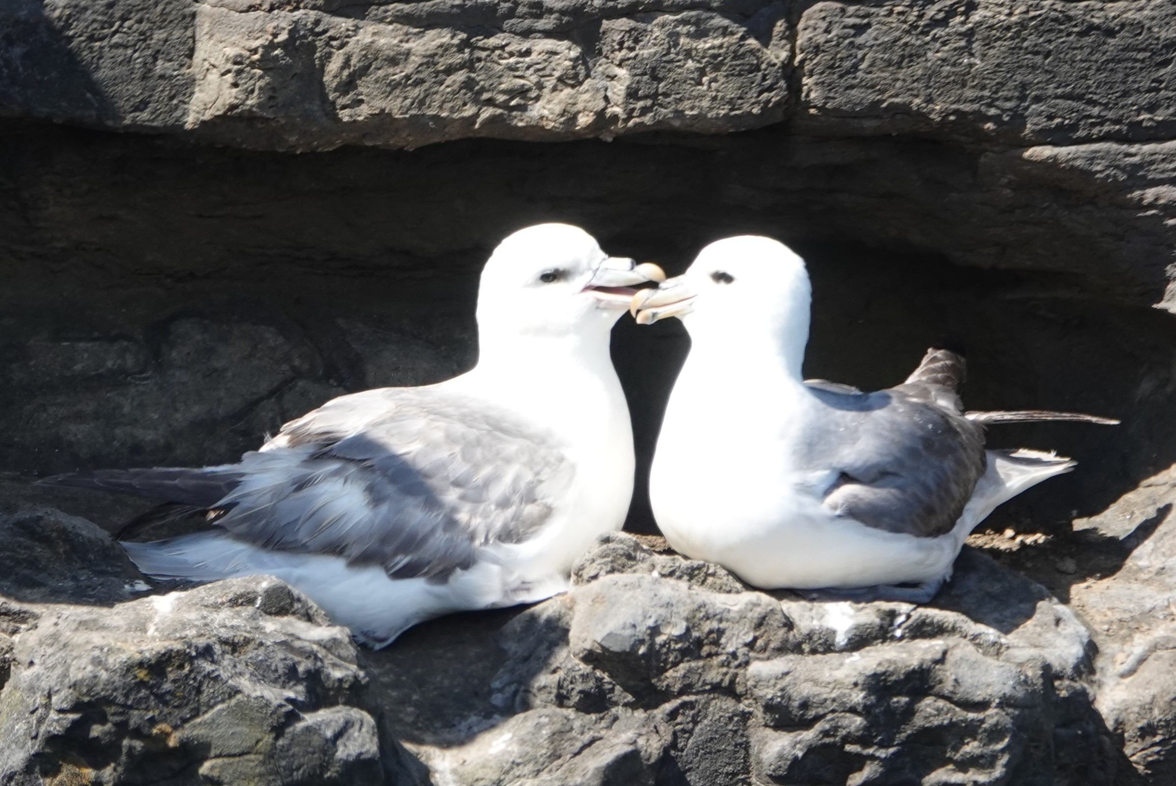 Downpatrick Head – Birdwatch Mayo