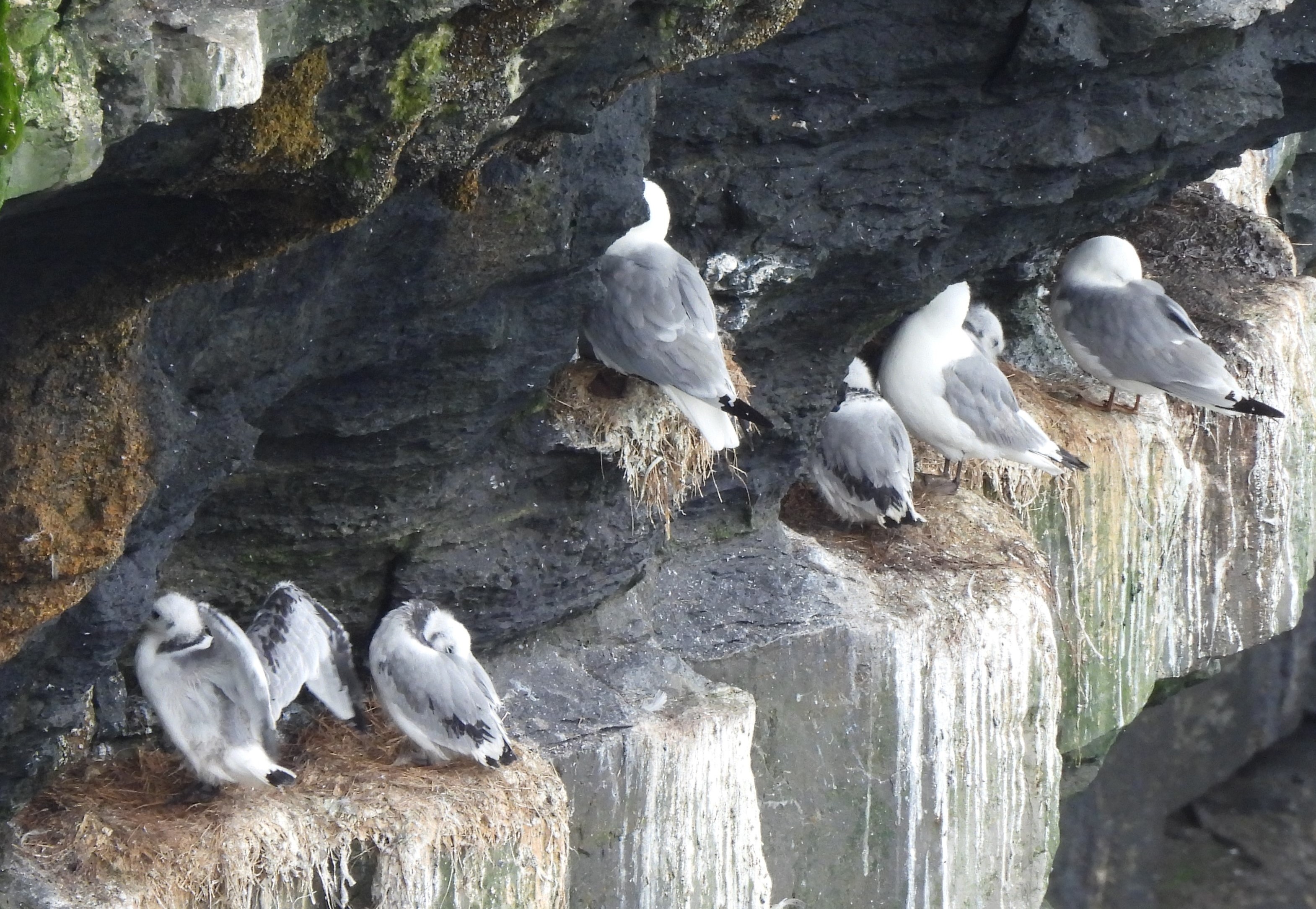 Downpatrick Head – Birdwatch Mayo