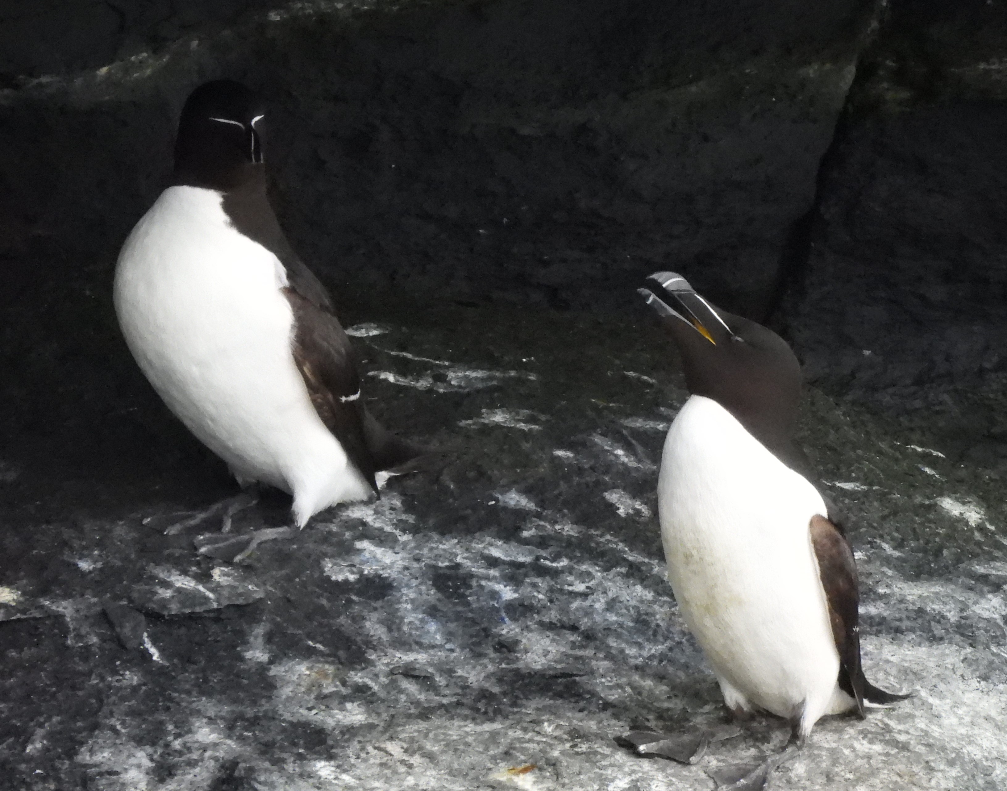 Downpatrick Head – Birdwatch Mayo