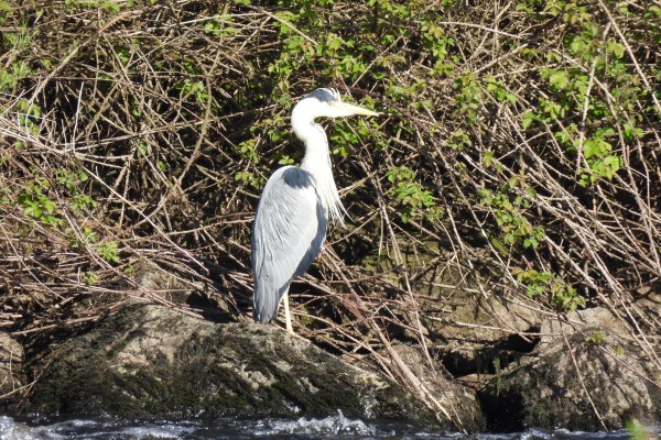 Branch Information – Birdwatch Mayo